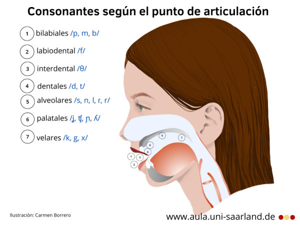 Los sonidos del español – Consonantes – Aula de español